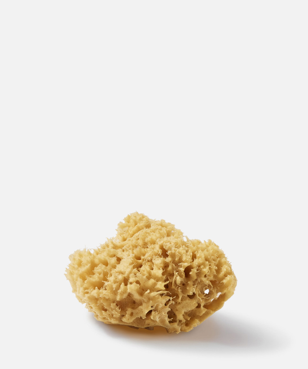 Éponge de mer - Accessoires de bain - Beliflor